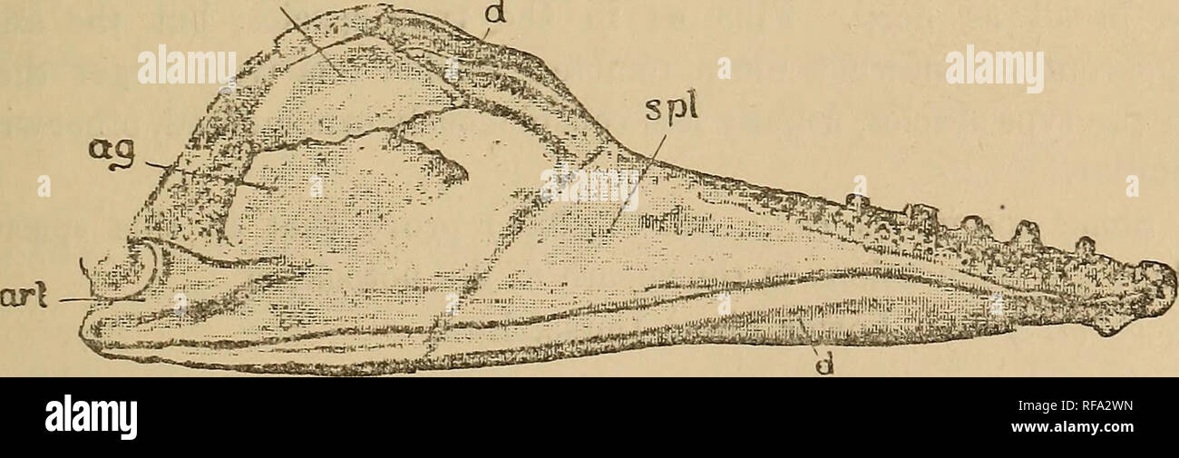 Fossil fish scales hi-res stock photography and images - Alamy