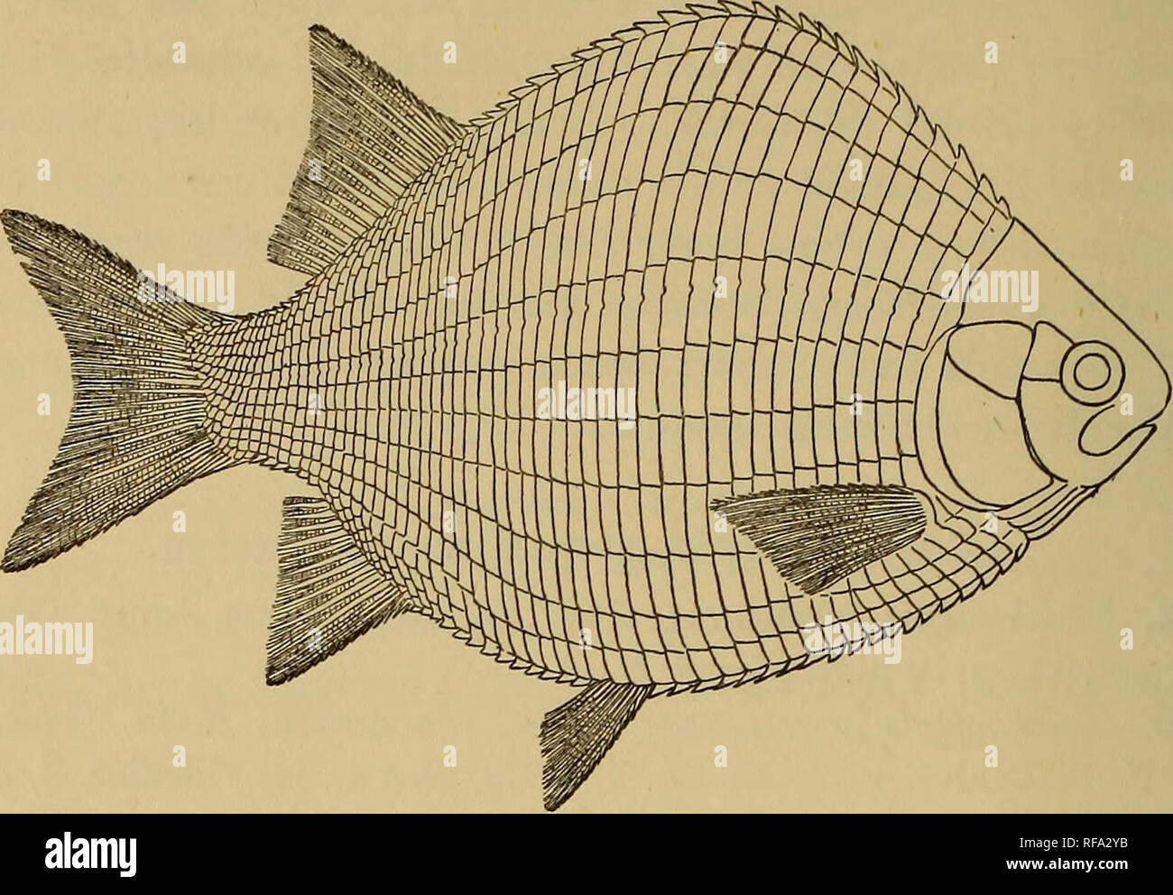 . Catalogue of the fossil fishes in the British Museum (Natural History ...