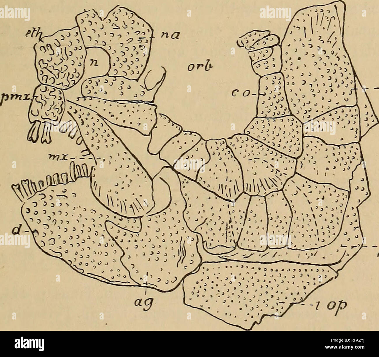 Fossil fish scales hi-res stock photography and images - Alamy