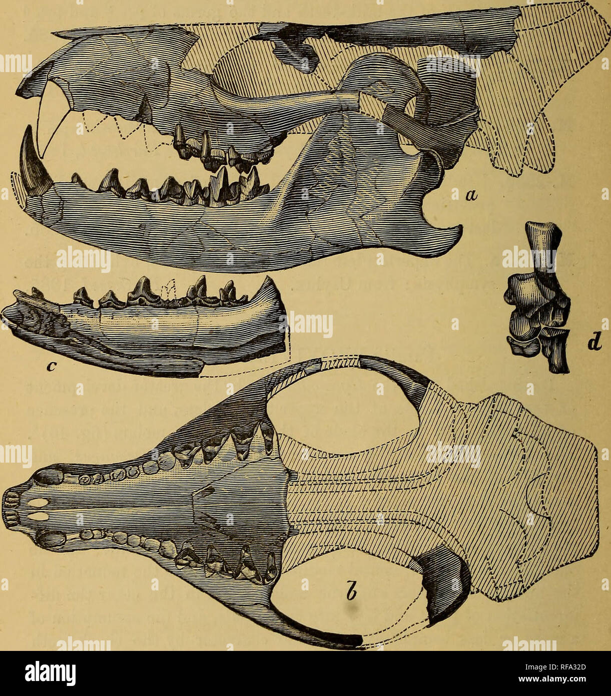 Pterodon hi-res stock photography and images - Alamy