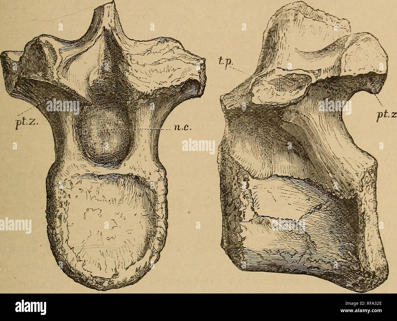 . Catalogue of the fossil Reptilia and Amphibia in the British Museum ...