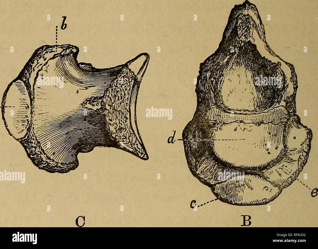 . Catalogue of the fossil Reptilia and Amphibia in the British Museum ...