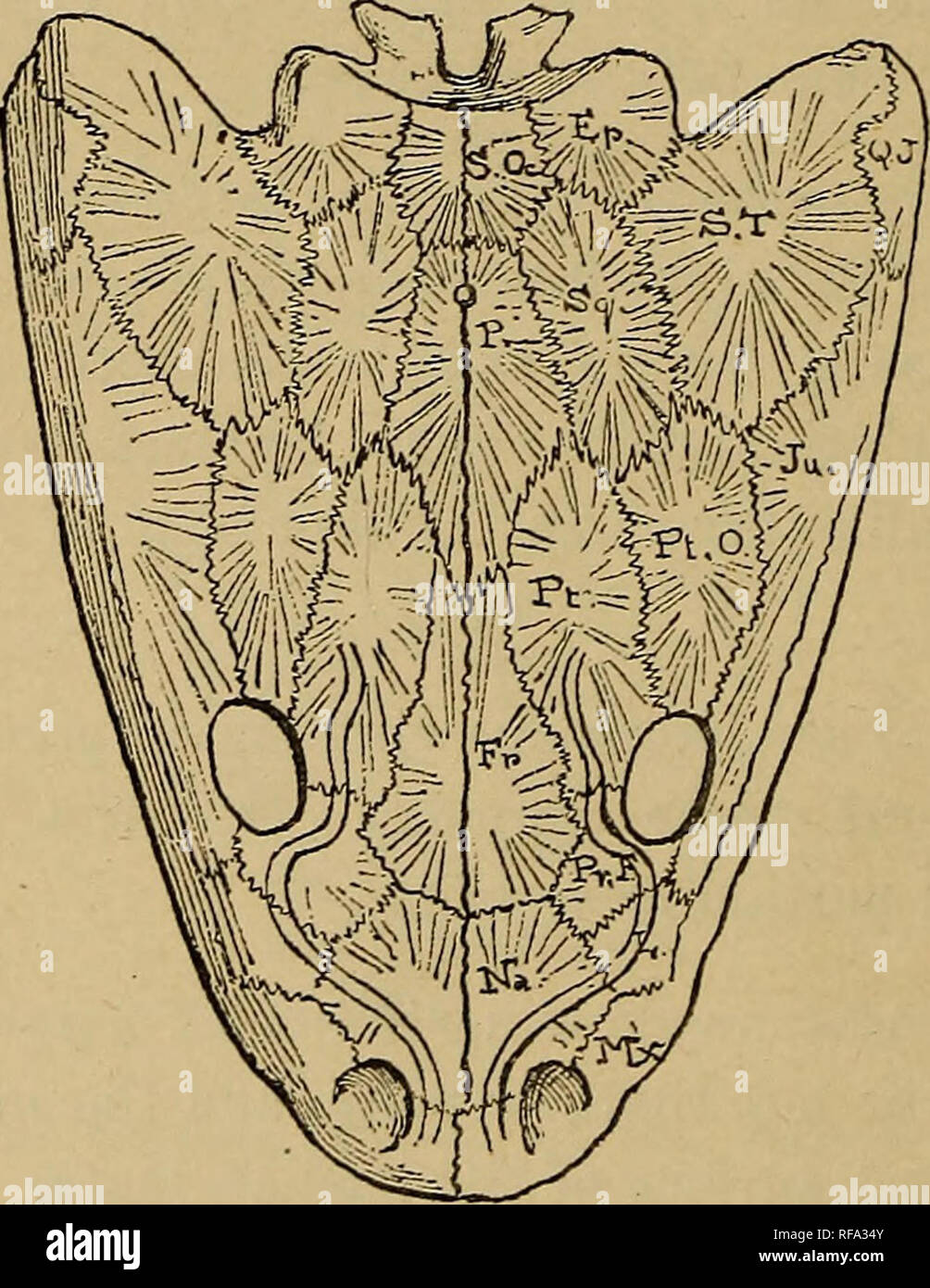 Metoposaurus skull hi-res stock photography and images - Alamy