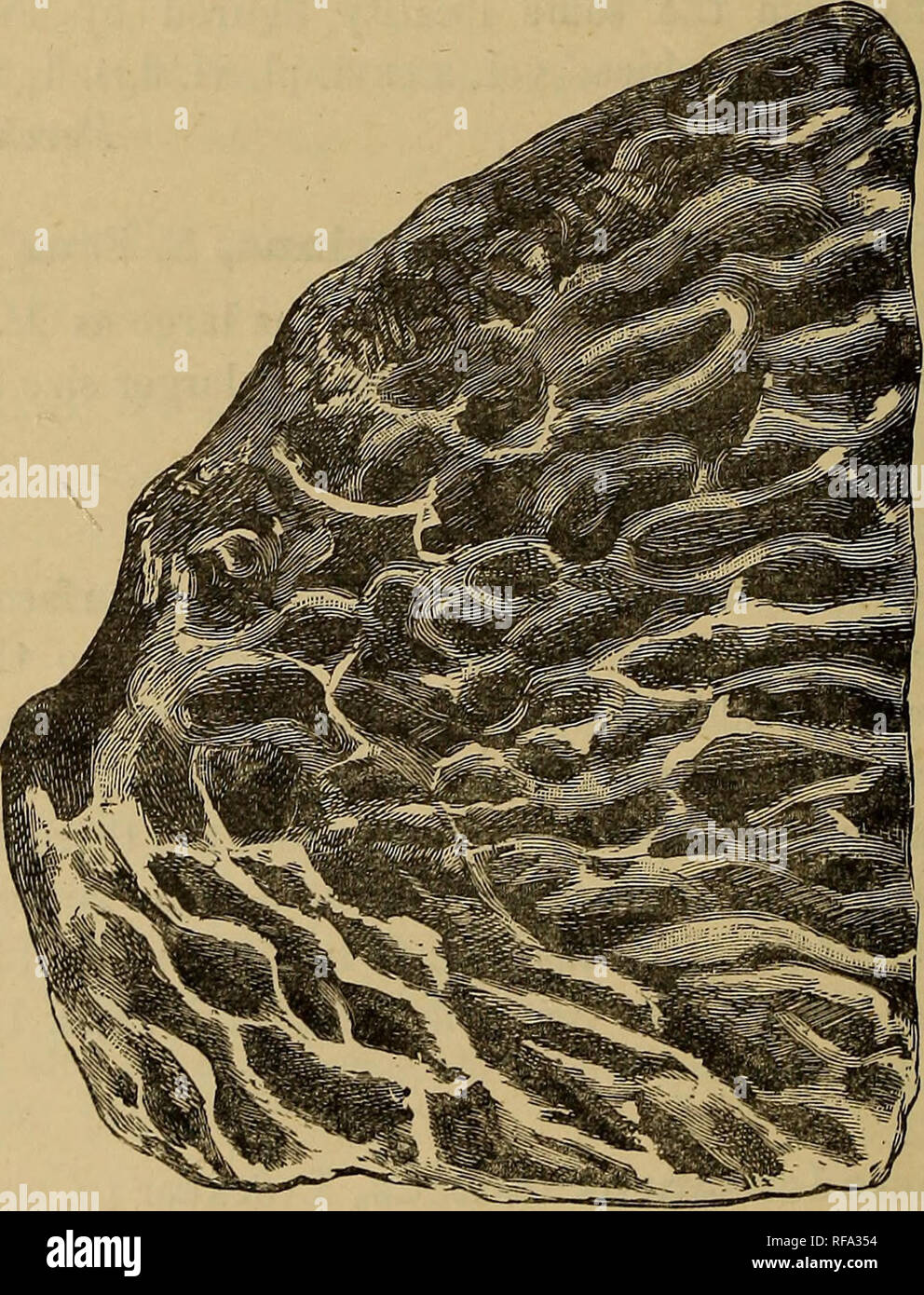 . Catalogue of the fossil Reptilia and Amphibia in the British Museum ...