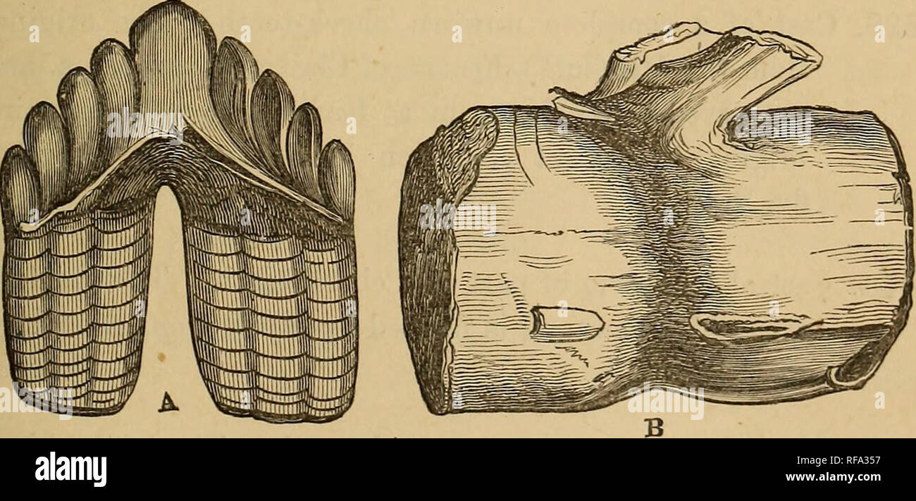Elongated rostrum hi-res stock photography and images - Alamy