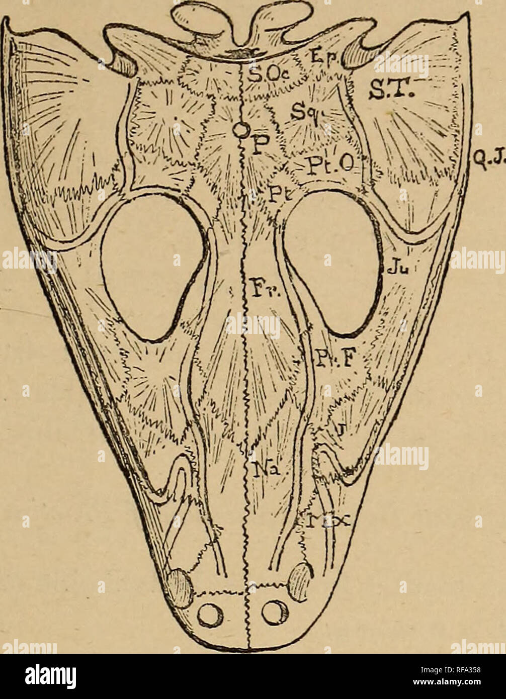 . Catalogue of the fossil Reptilia and Amphibia in the British Museum ...