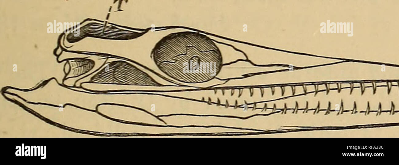 . Catalogue of the fossil Reptilia and Amphibia in the British Museum ...