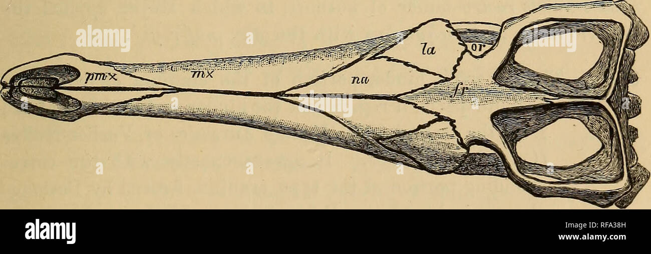 Cricosaurus hi-res stock photography and images - Alamy