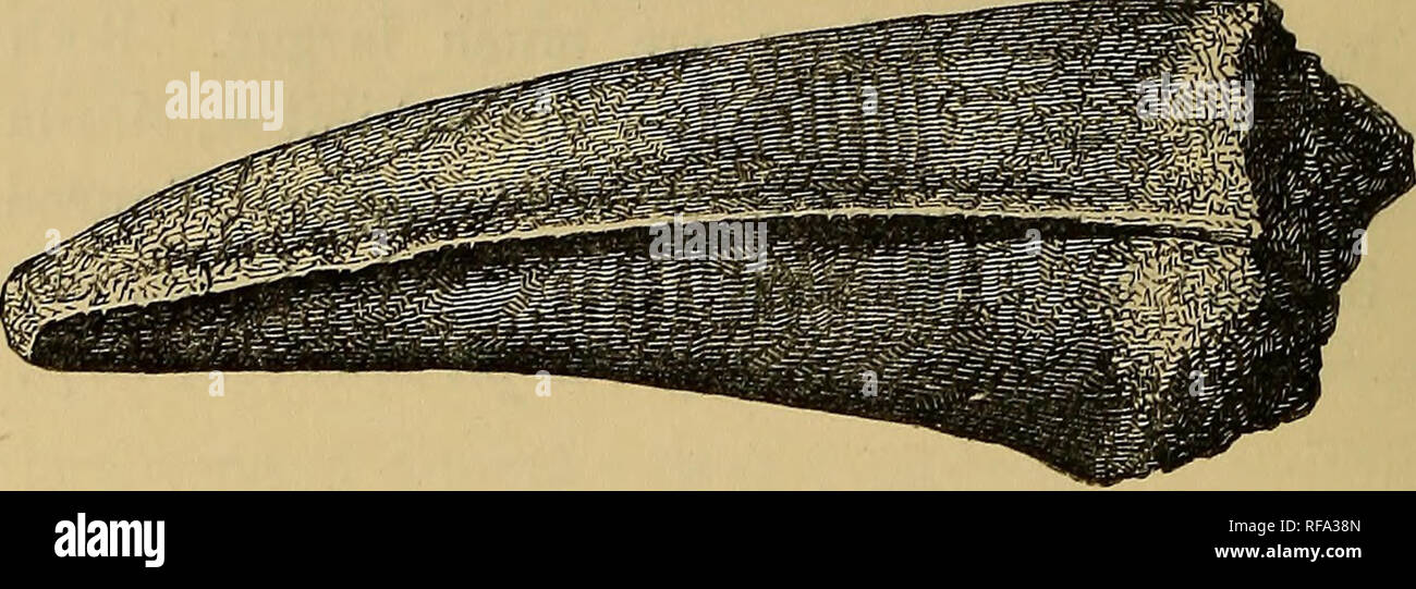 . Catalogue of the fossil Reptilia and Amphibia in the British Museum ...
