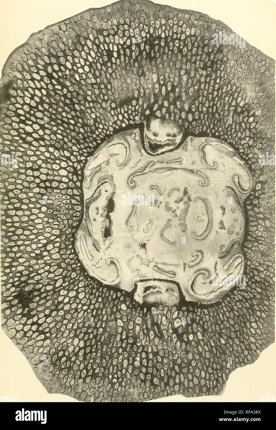 Glossopteris flora hi-res stock photography and images - Alamy