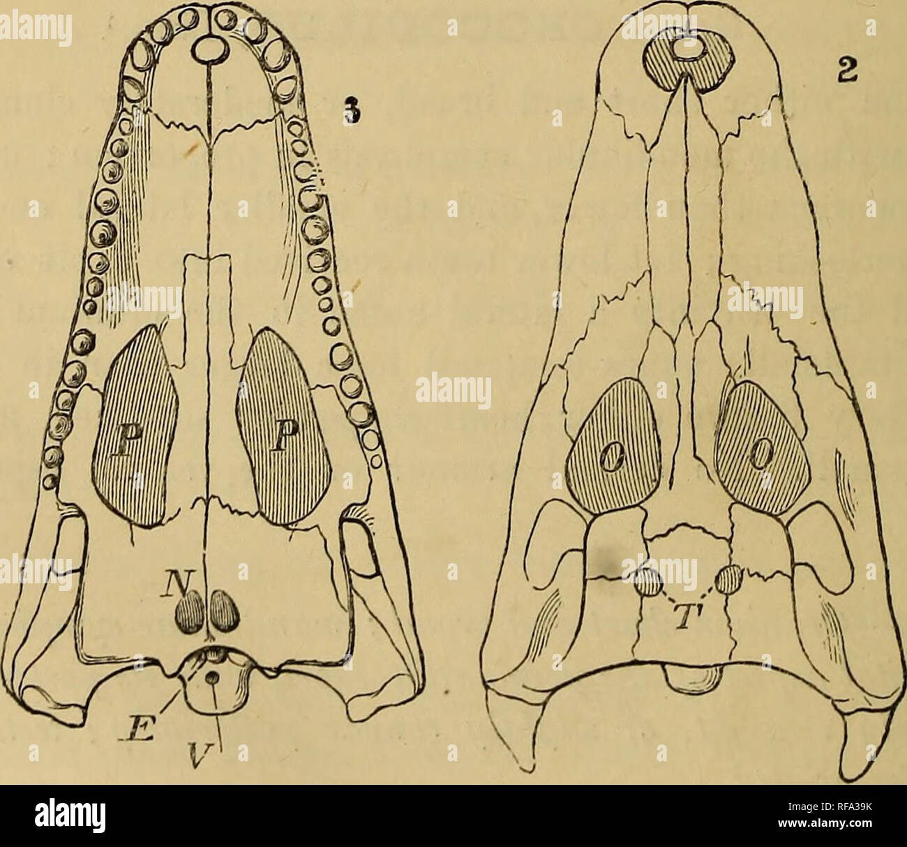 Fossa 305 hi-res stock photography and images - Alamy