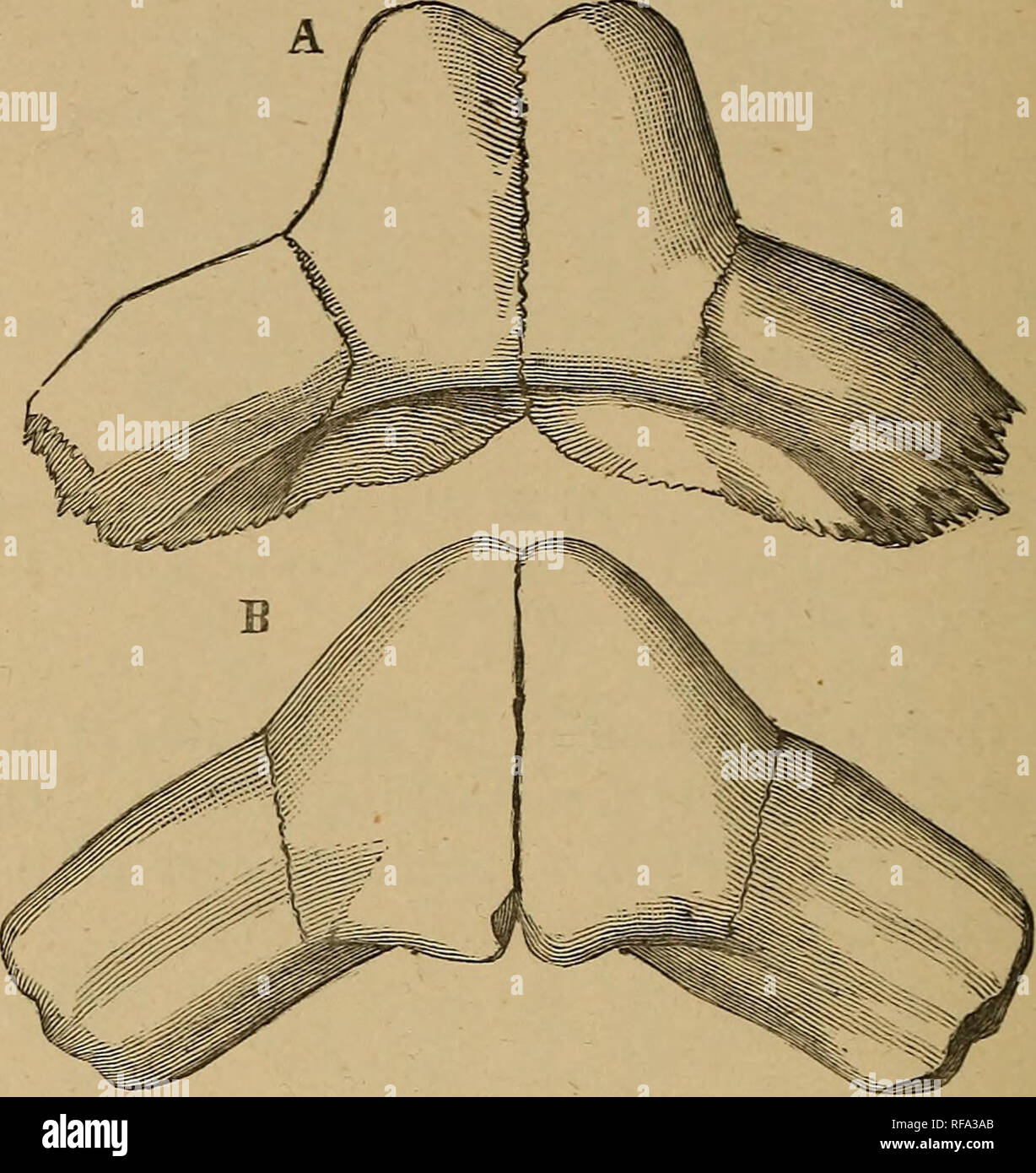 Median notch hi-res stock photography and images - Alamy