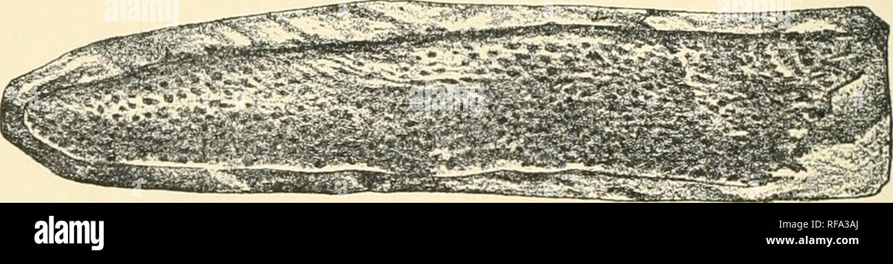 . Catalogue of the fossil plants of the Glossopteris flora in the ...