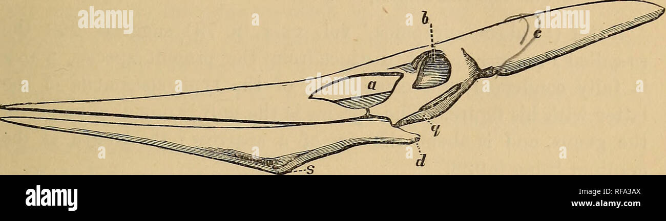 . Catalogue of the fossil Reptilia and Amphibia in the British Museum ...