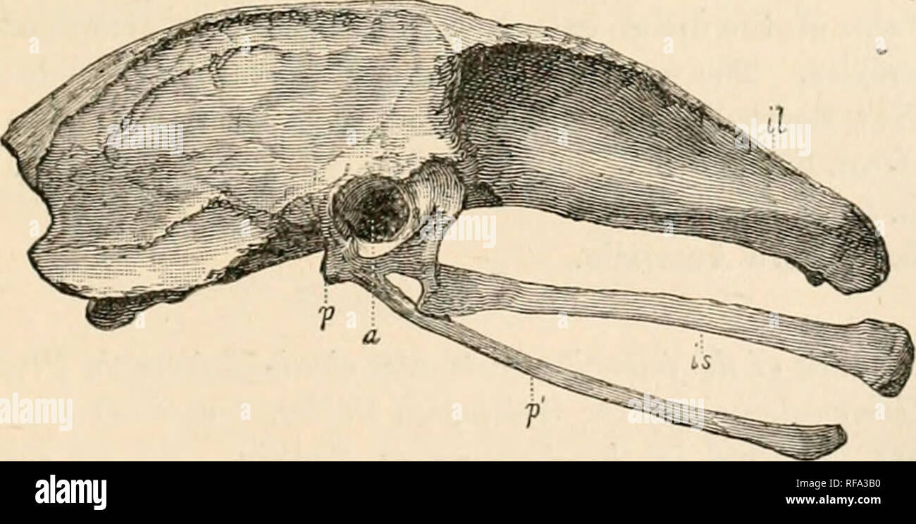 . Catalogue of the fossil birds in the British Museum (Natural History ...