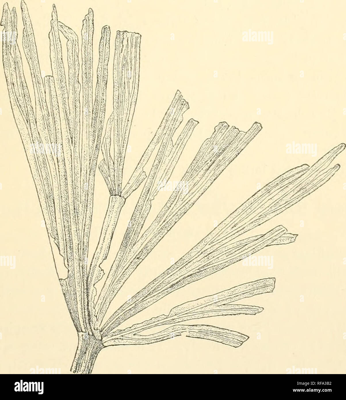 Glossopteris hi-res stock photography and images - Alamy