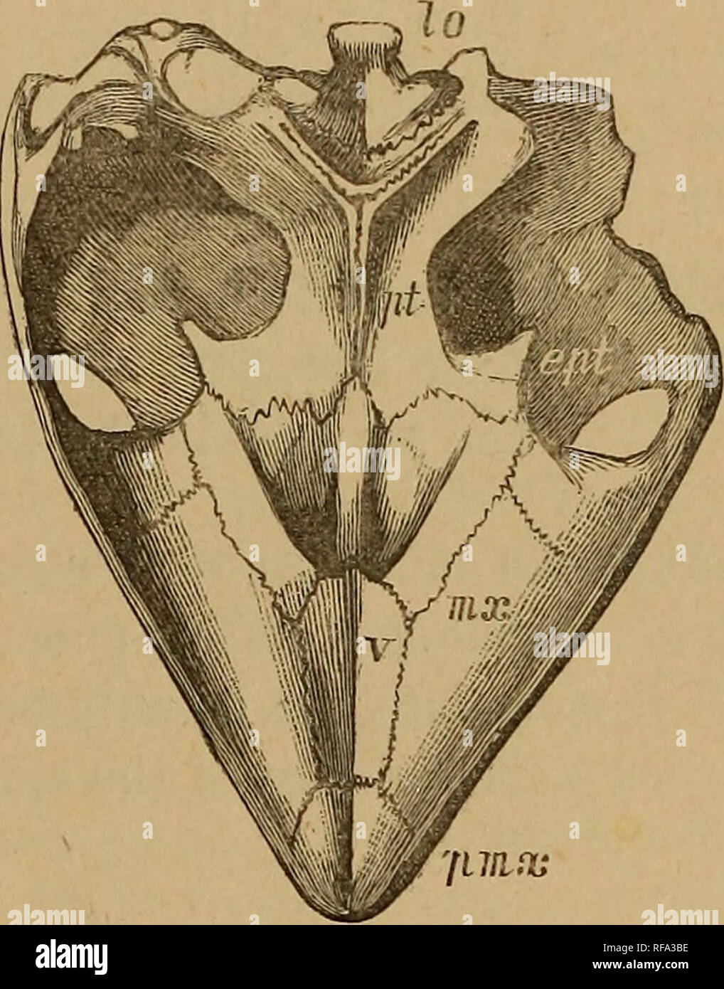 . Catalogue of the fossil Reptilia and Amphibia in the British Museum ...