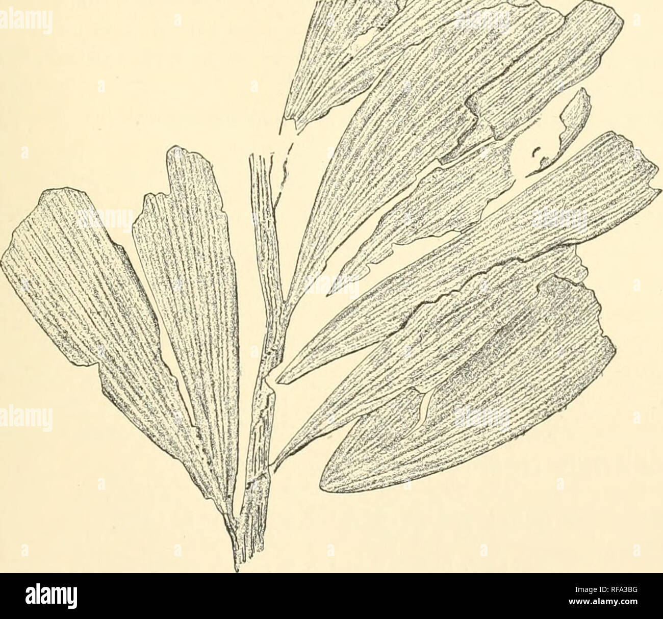 Glossopteris hi-res stock photography and images - Alamy