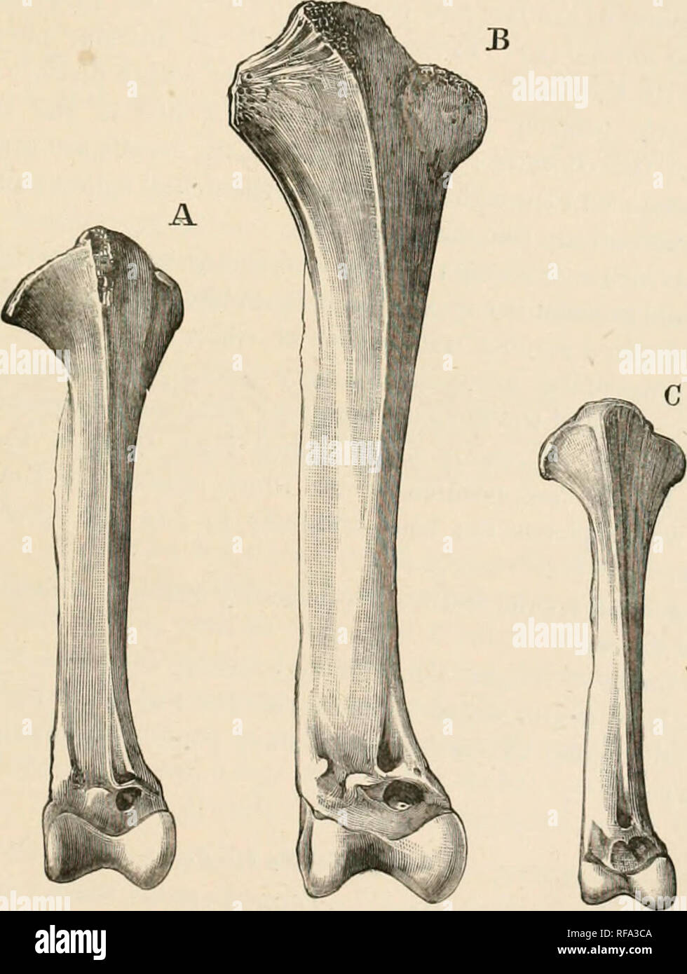 . Catalogue of the fossil birds in the British Museum (Natural History ...