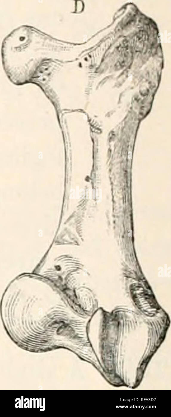 . Catalogue of the fossil birds in the British Museum (Natural History ...