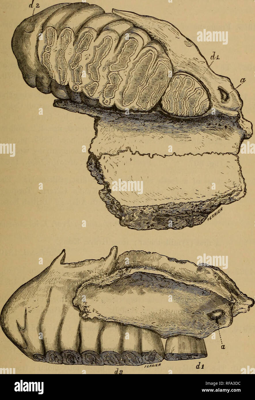 . Catalogue of the fossil Mammalia in the British museum, (Natural ...