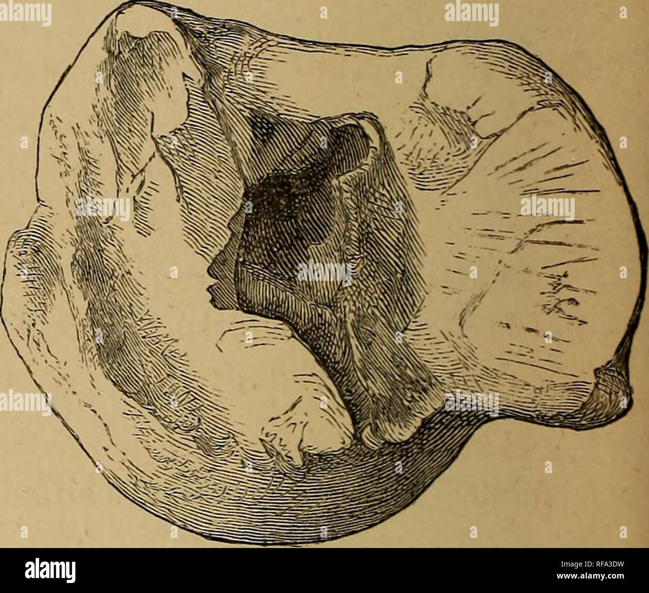 . Catalogue of the fossil Mammalia in the British museum, (Natural ...