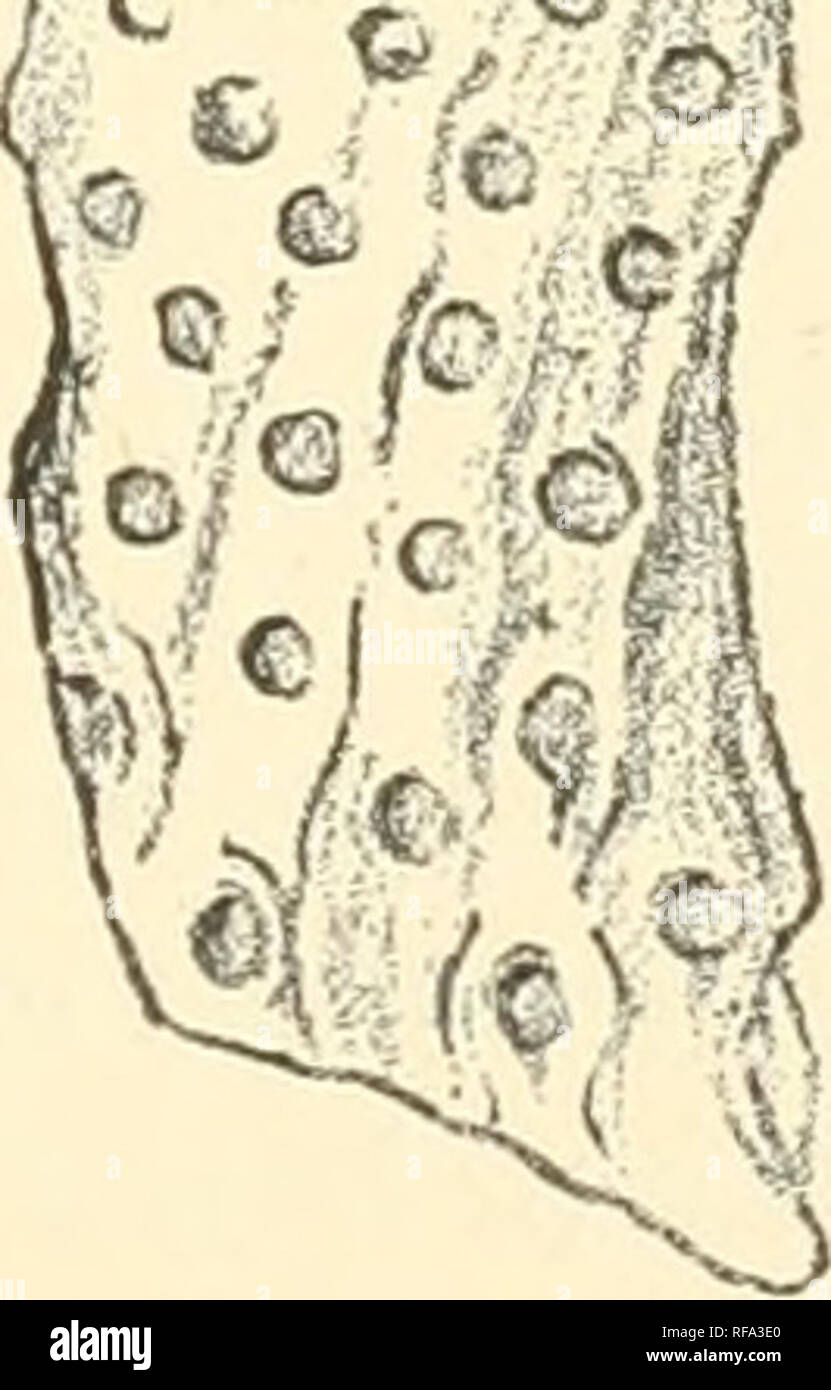 . Catalogue of the fossil plants of the Glossopteris flora in the ...