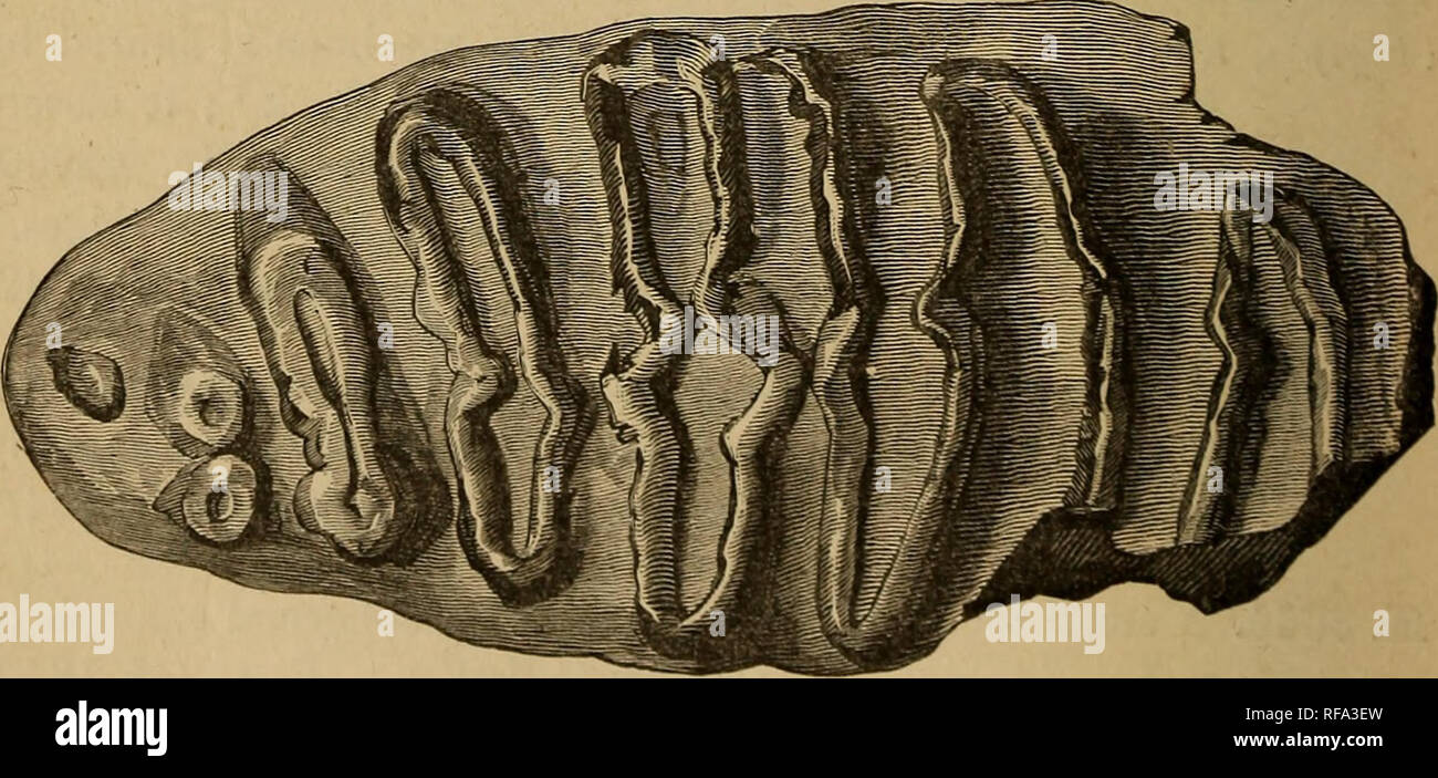 . Catalogue of the fossil Mammalia in the British museum, (Natural ...