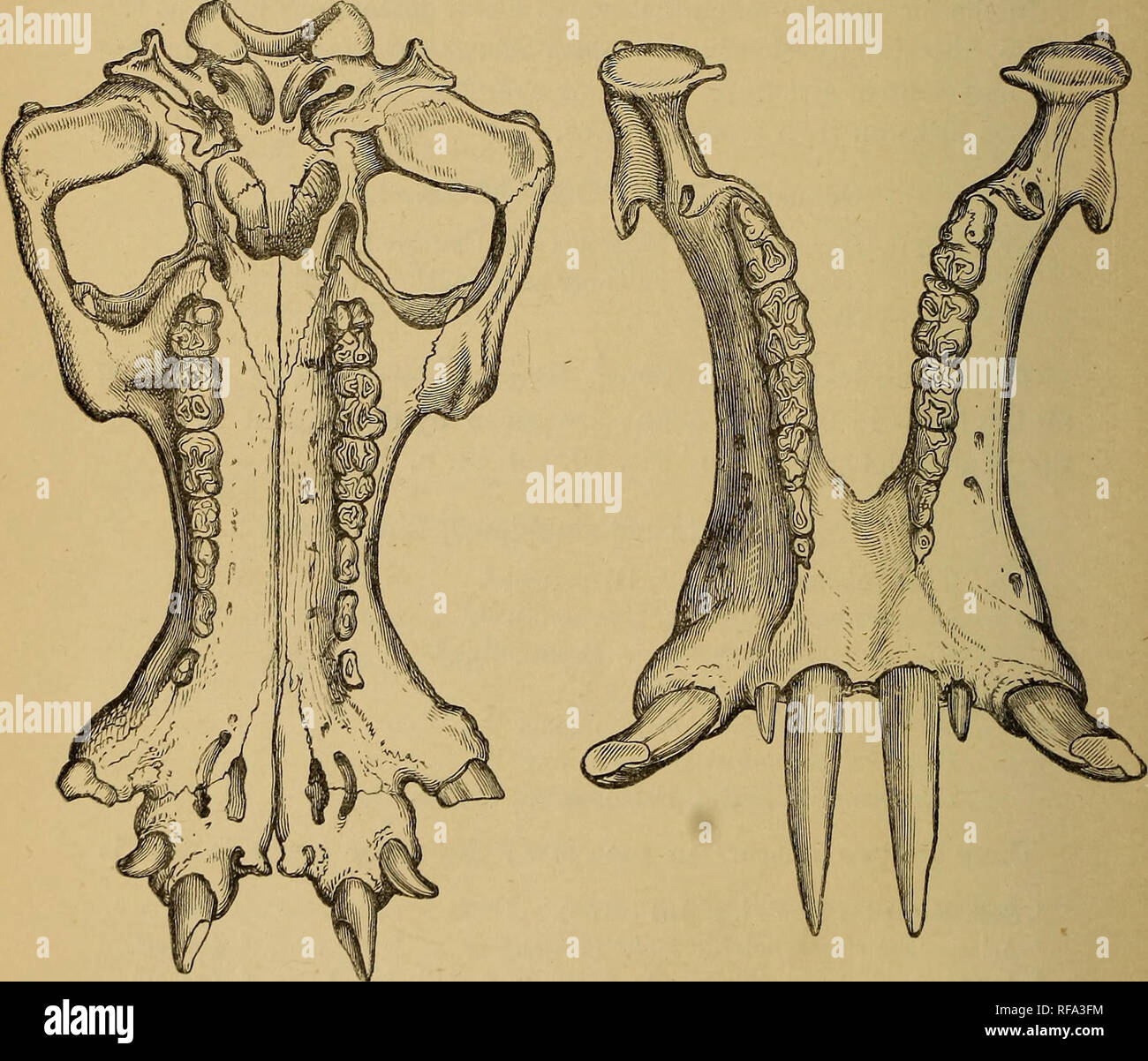 Hippopotamus museum natural history museum hi-res stock photography and ...