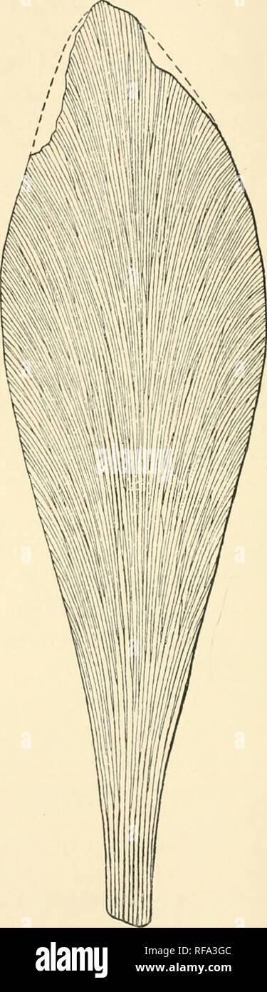 . Catalogue of the fossil plants of the Glossopteris flora in the ...