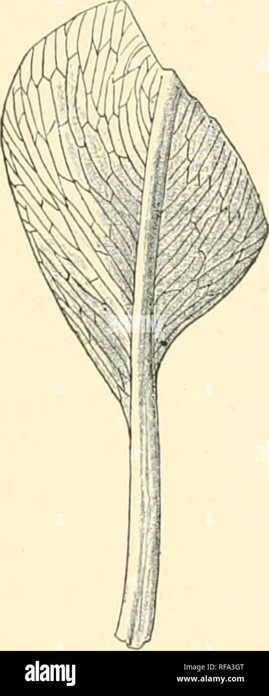 Fossil glossopteris leaf hi-res stock photography and images - Alamy