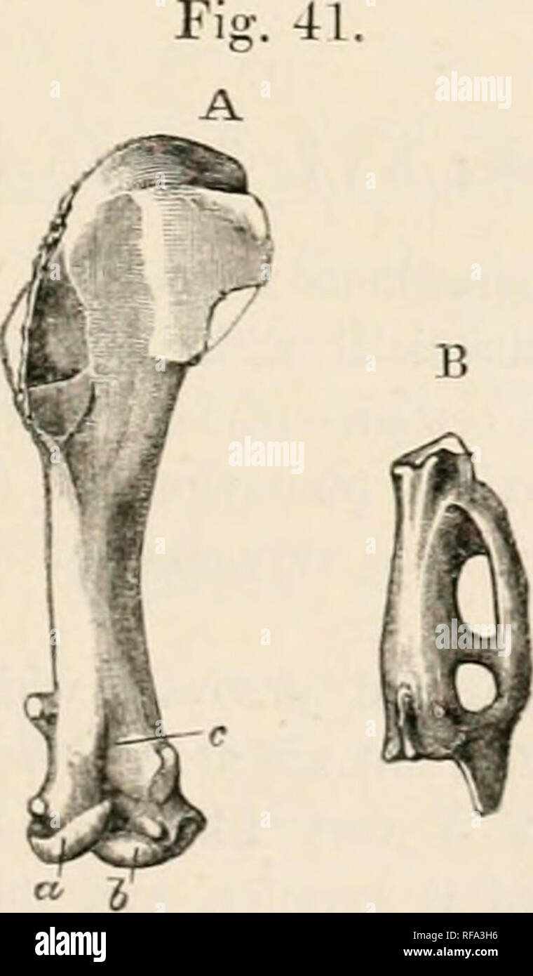 . Catalogue of the fossil birds in the British Museum (Natural History ...