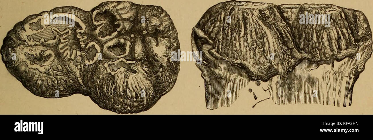 . Catalogue of the fossil Mammalia in the British museum, (Natural ...