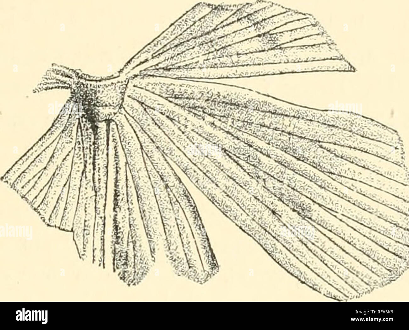 Sphenophyllum hi-res stock photography and images - Alamy