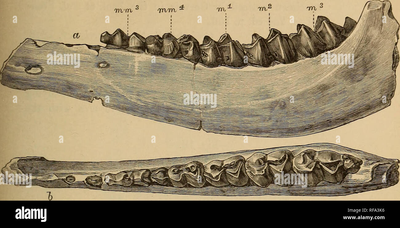 . Catalogue of the fossil Mammalia in the British museum, (Natural ...