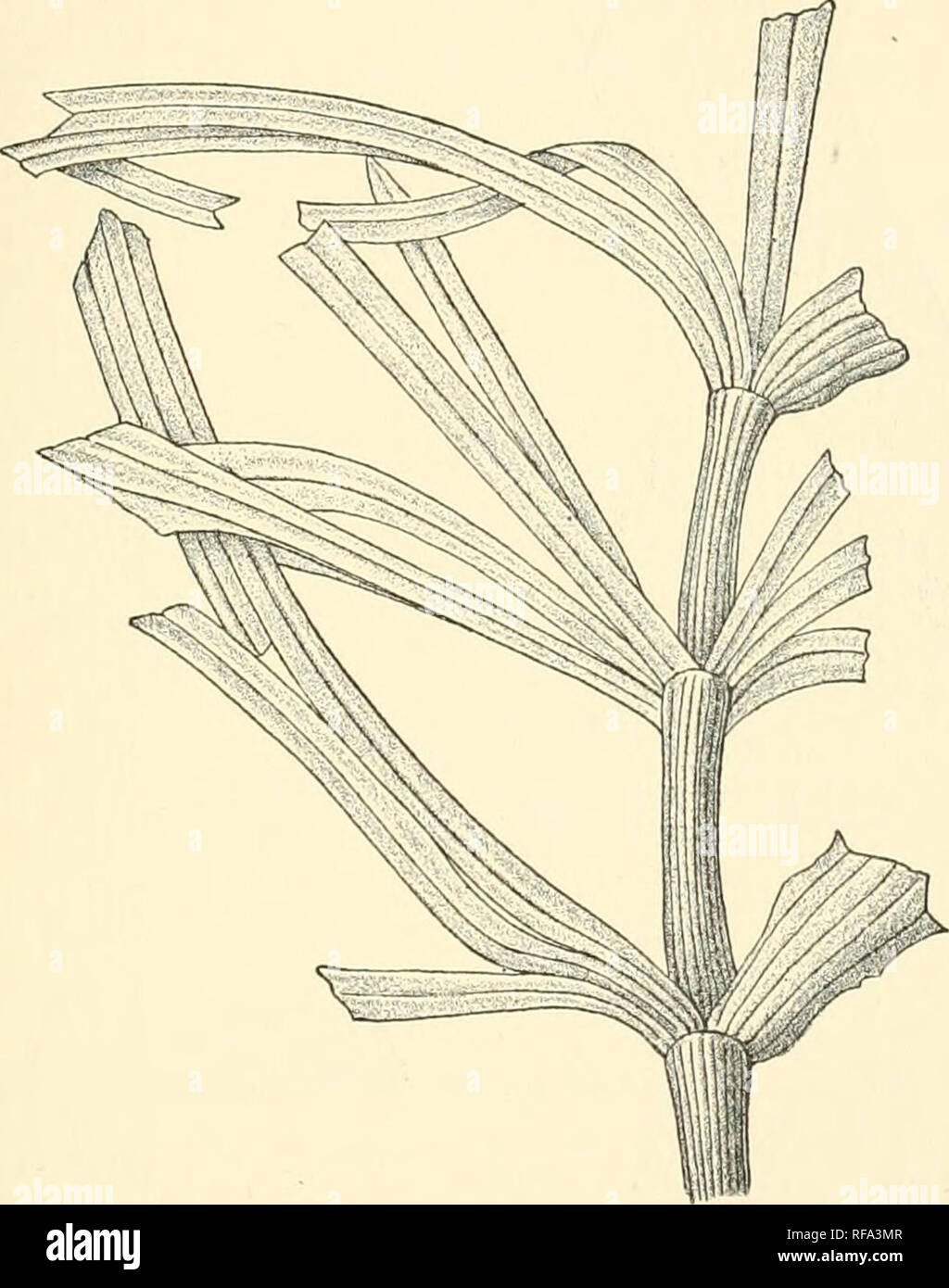 . Catalogue of the fossil plants of the Glossopteris flora in the ...