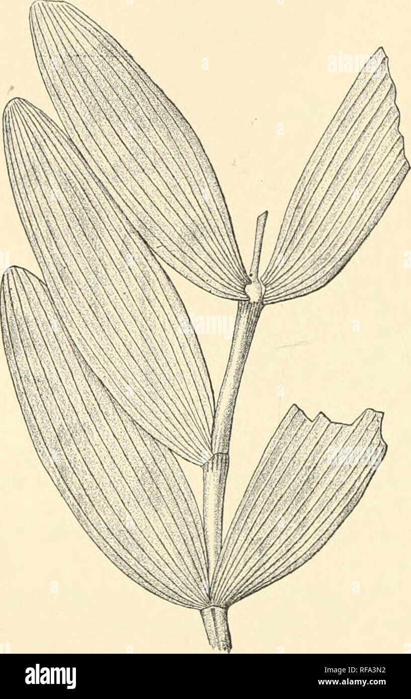 Glossopteris Plant Fossil