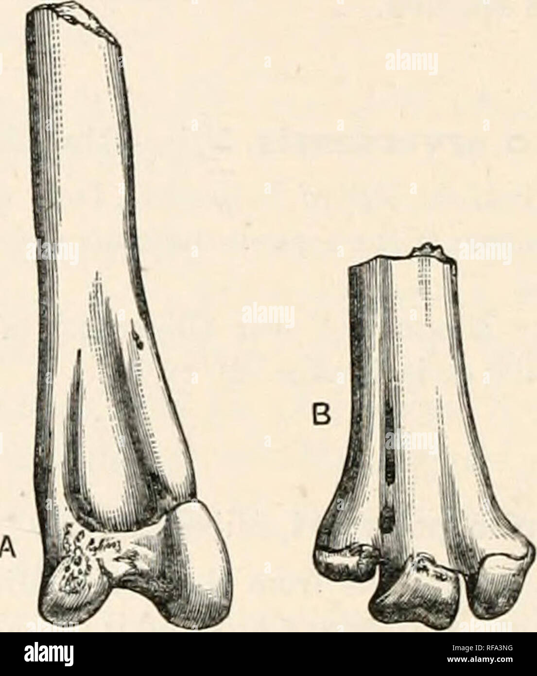 . Catalogue of the fossil birds in the British Museum (Natural History ...