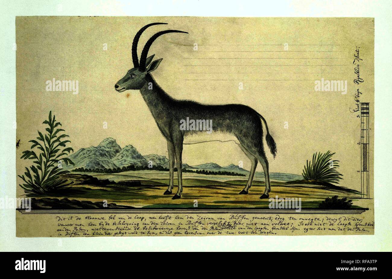 Bluebuck hi-res stock photography and images - Alamy