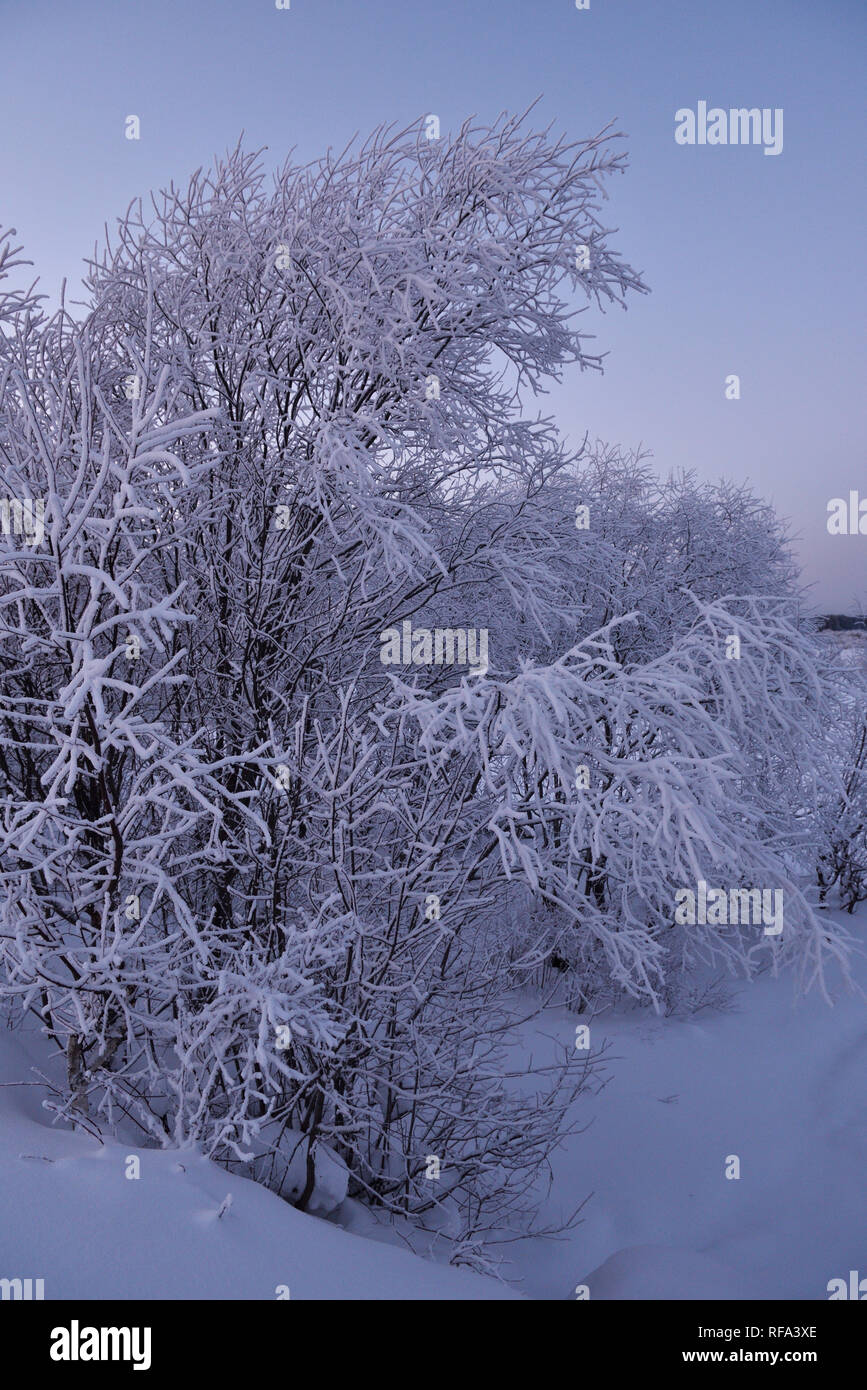 Nature in the winter frosty evening after sunset. Trees with a thick ...