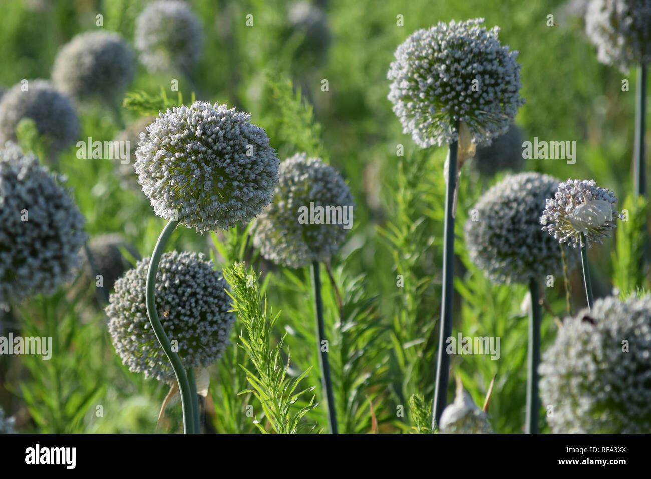 green Allium in the glaring Light Stock Photo - Alamy