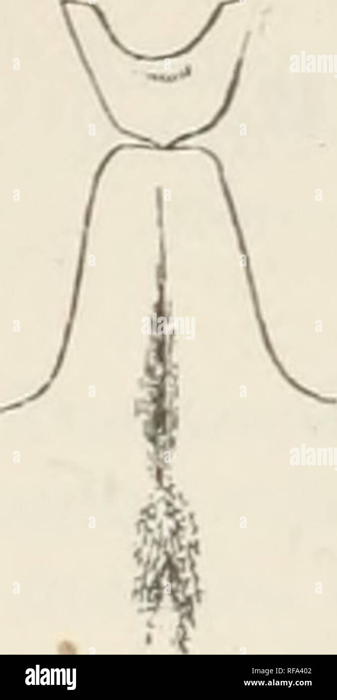 . Catalogue of the fishes in the British Museum. British Museum ...