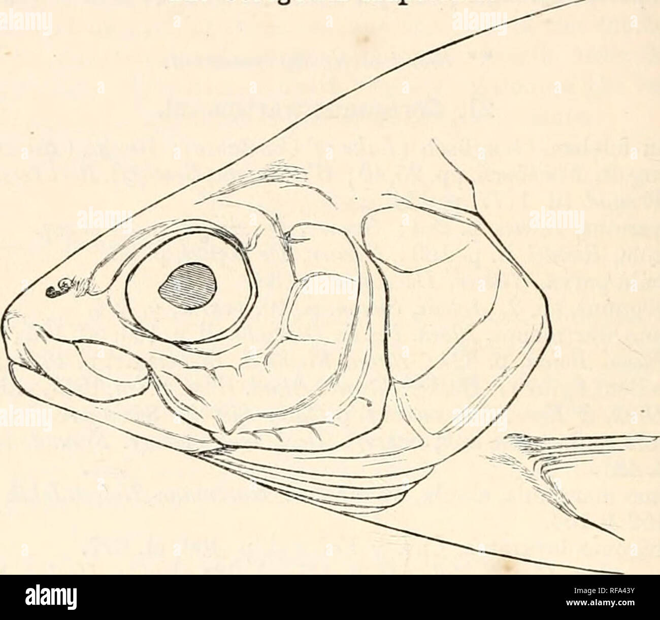 . Catalogue of the fishes in the ... Museum. 188 SALMONID.E. than one ...