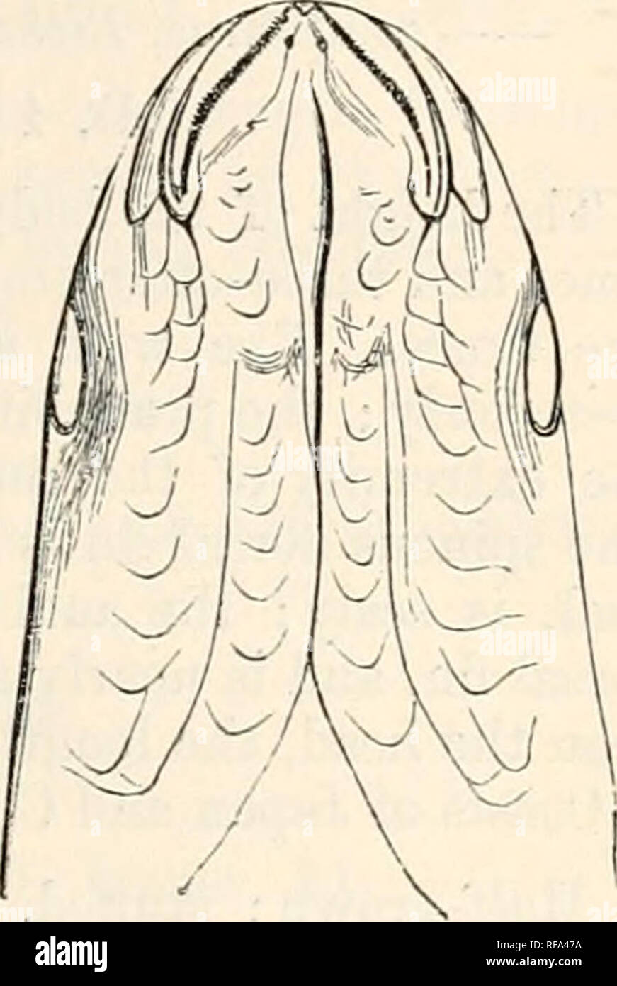 Pectoral fine hi-res stock photography and images - Alamy