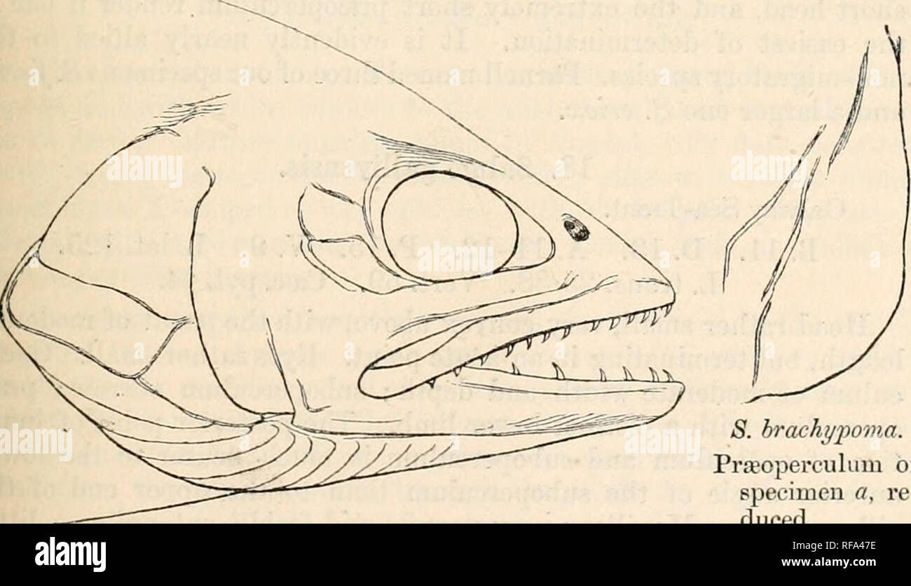 Vomerine Teeth