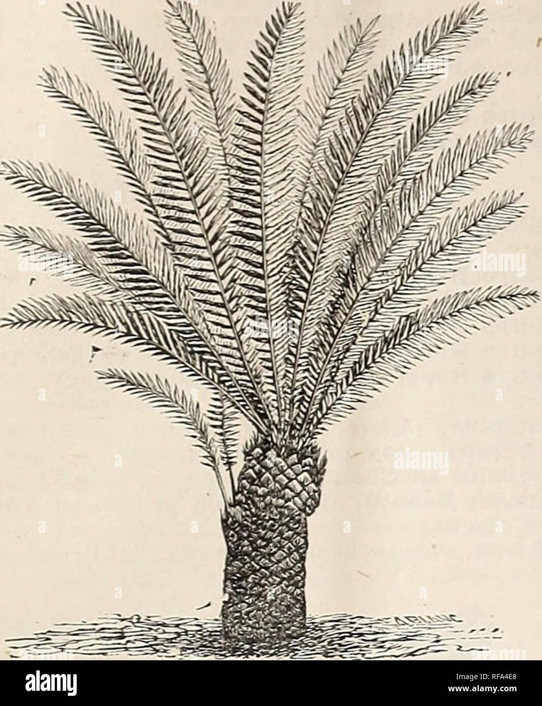 Small cycas revoluta hi-res stock photography and images - Alamy