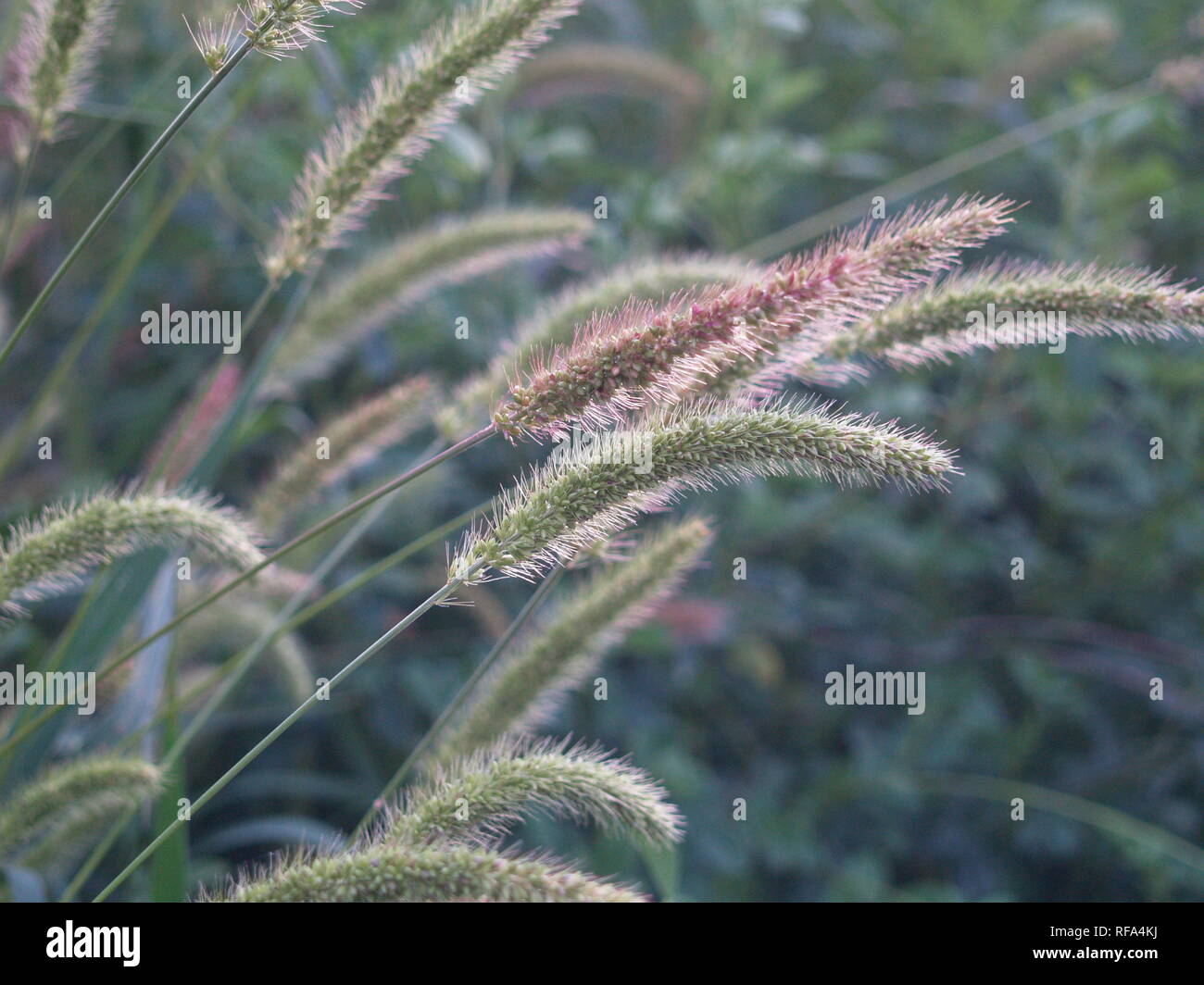 Lamp cleaning grass hi-res stock photography and images - Alamy