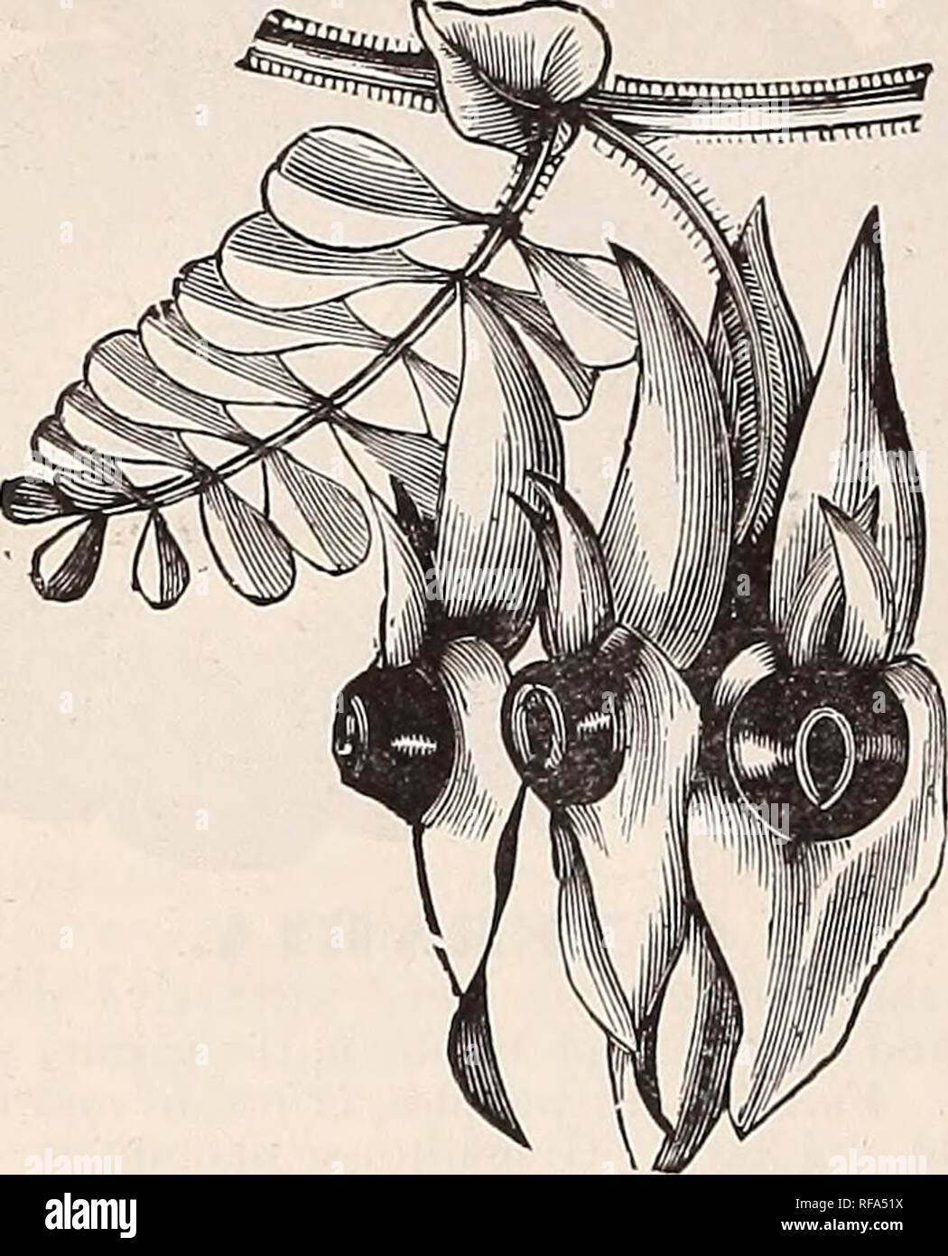 . Catalogue of the Cox Seed & Plant Co. Seed industry and trade ...