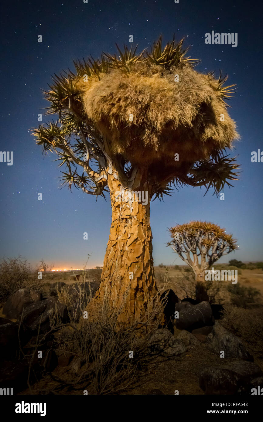 Quiver Tree Forest is a tourist attraction near Keetmanschoop, Namibia ...