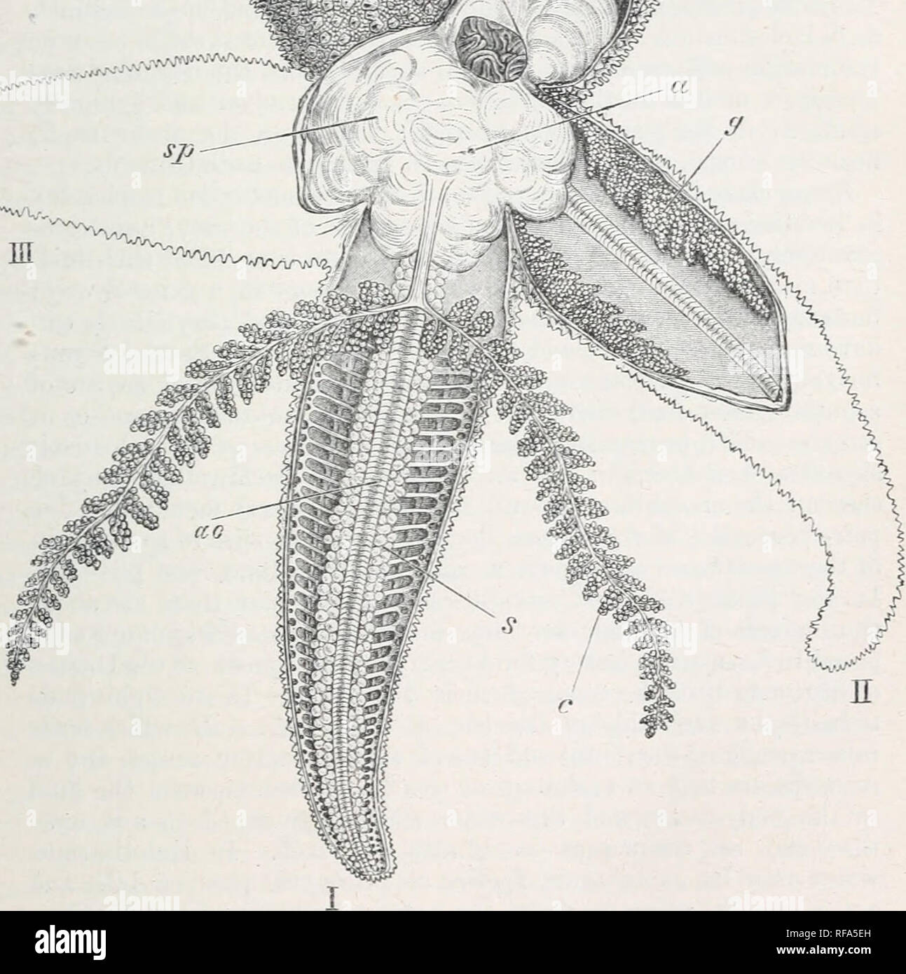 . Catalogue of the British echinoderms in the British Museum (Natural ...
